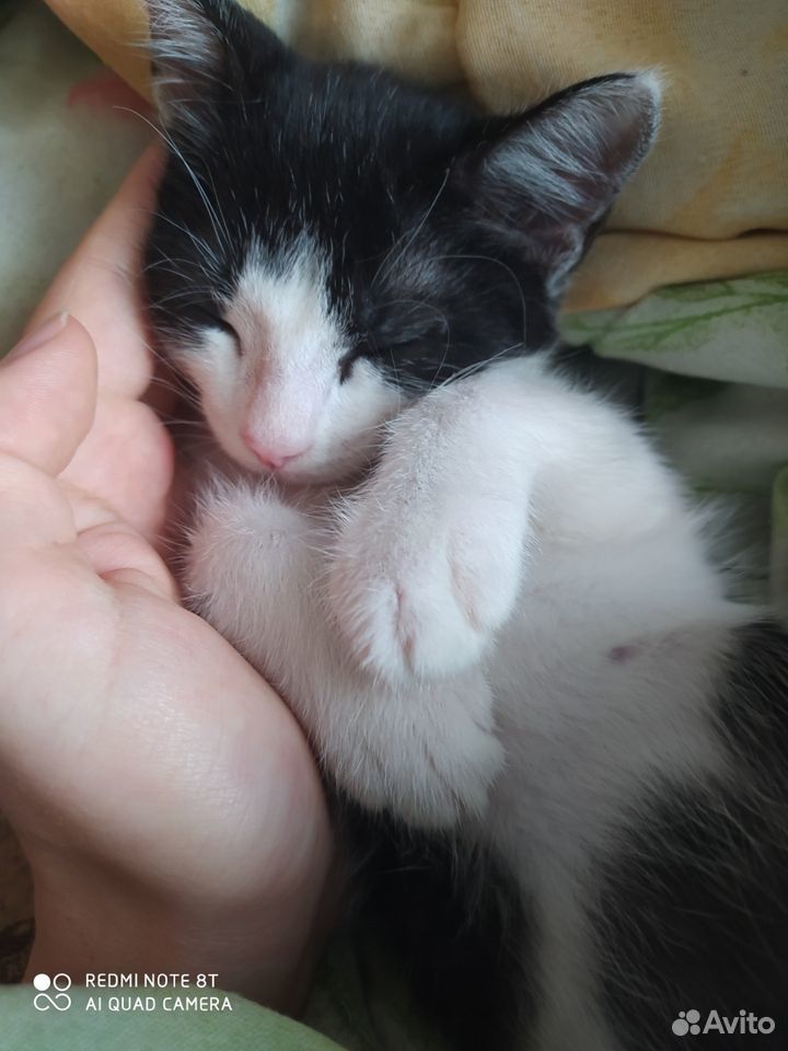 Жасмин ищет дом