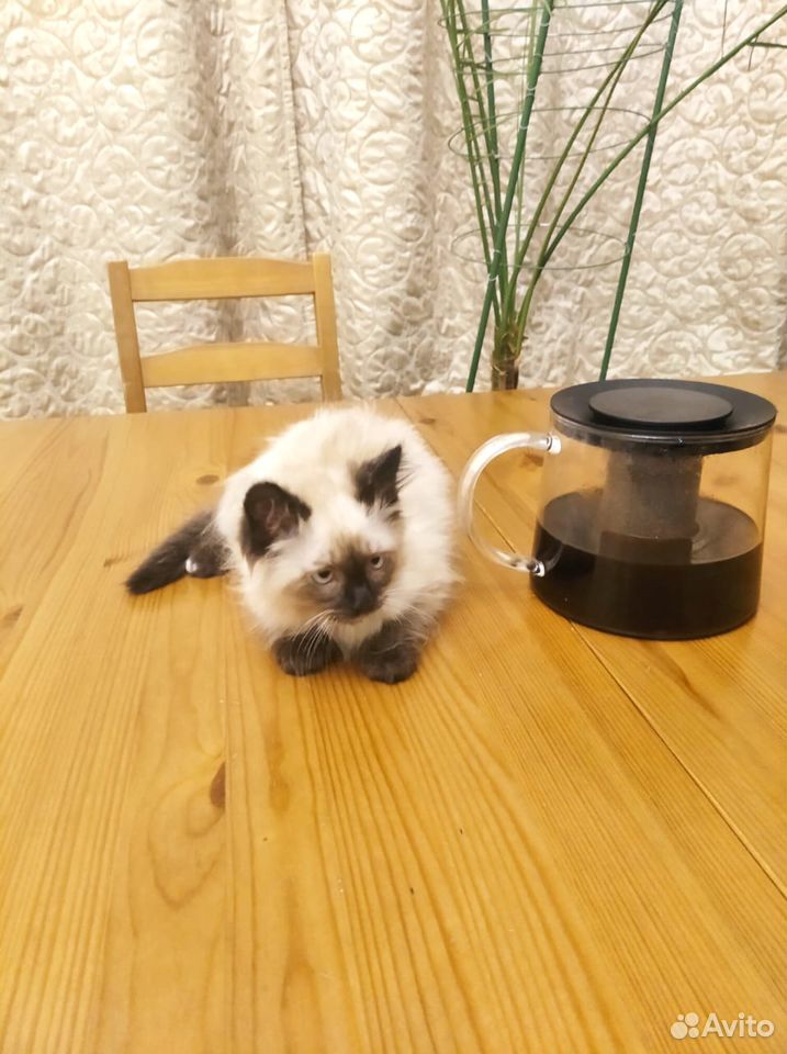 Котята и кошка в добрые руки