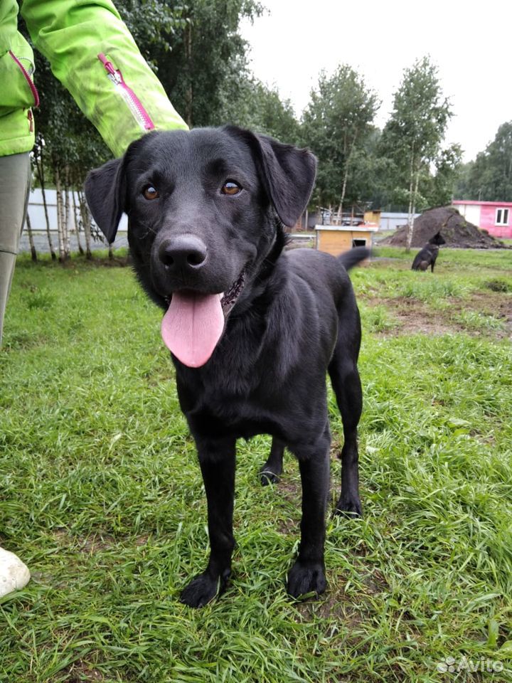 Айвен, метис черного ларадора в добрые руки