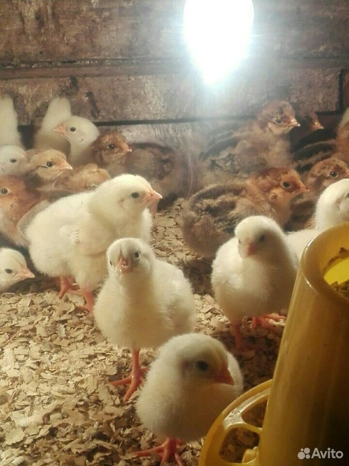 Цыплята бролерные росс-308