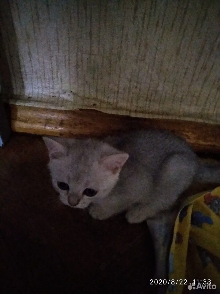 Кошка