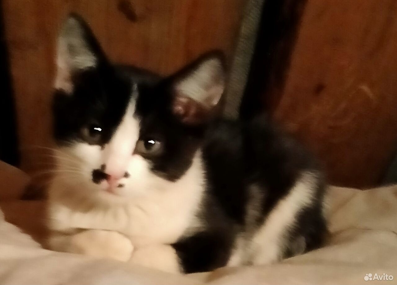 Милый, умный котёнок