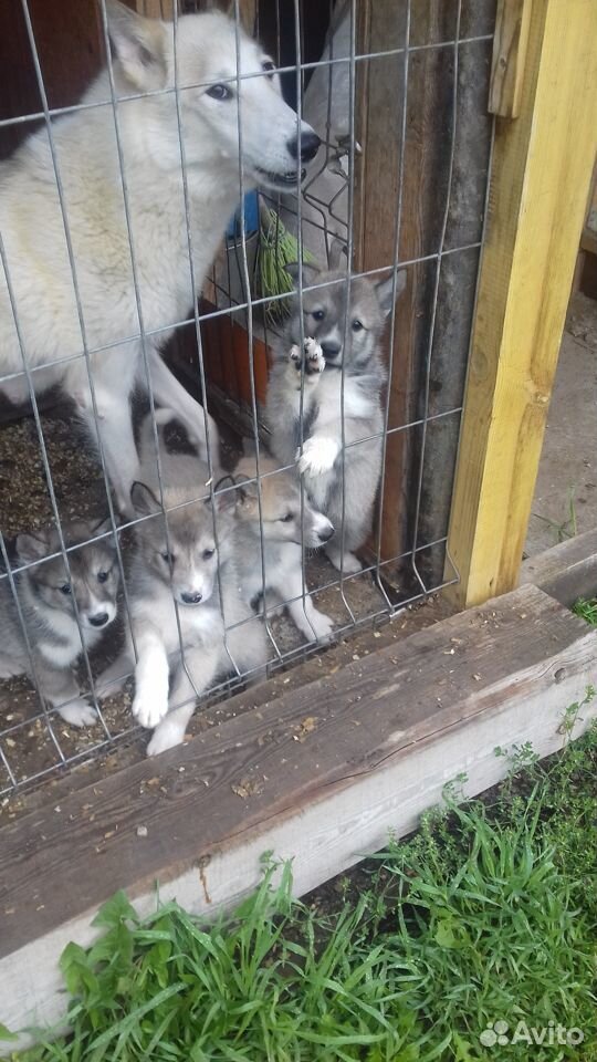 Продаются щенки лзс