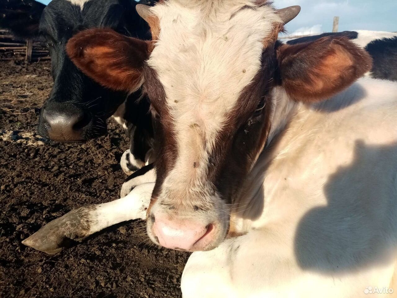 Продам бычка