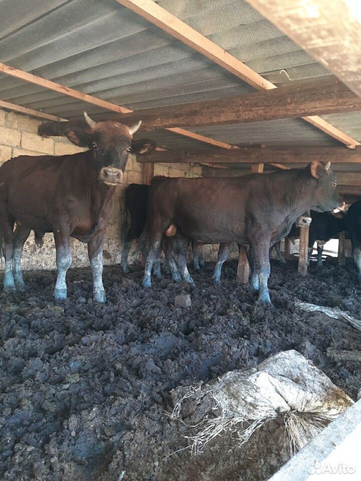 Продаю каров и бычков и тёлак