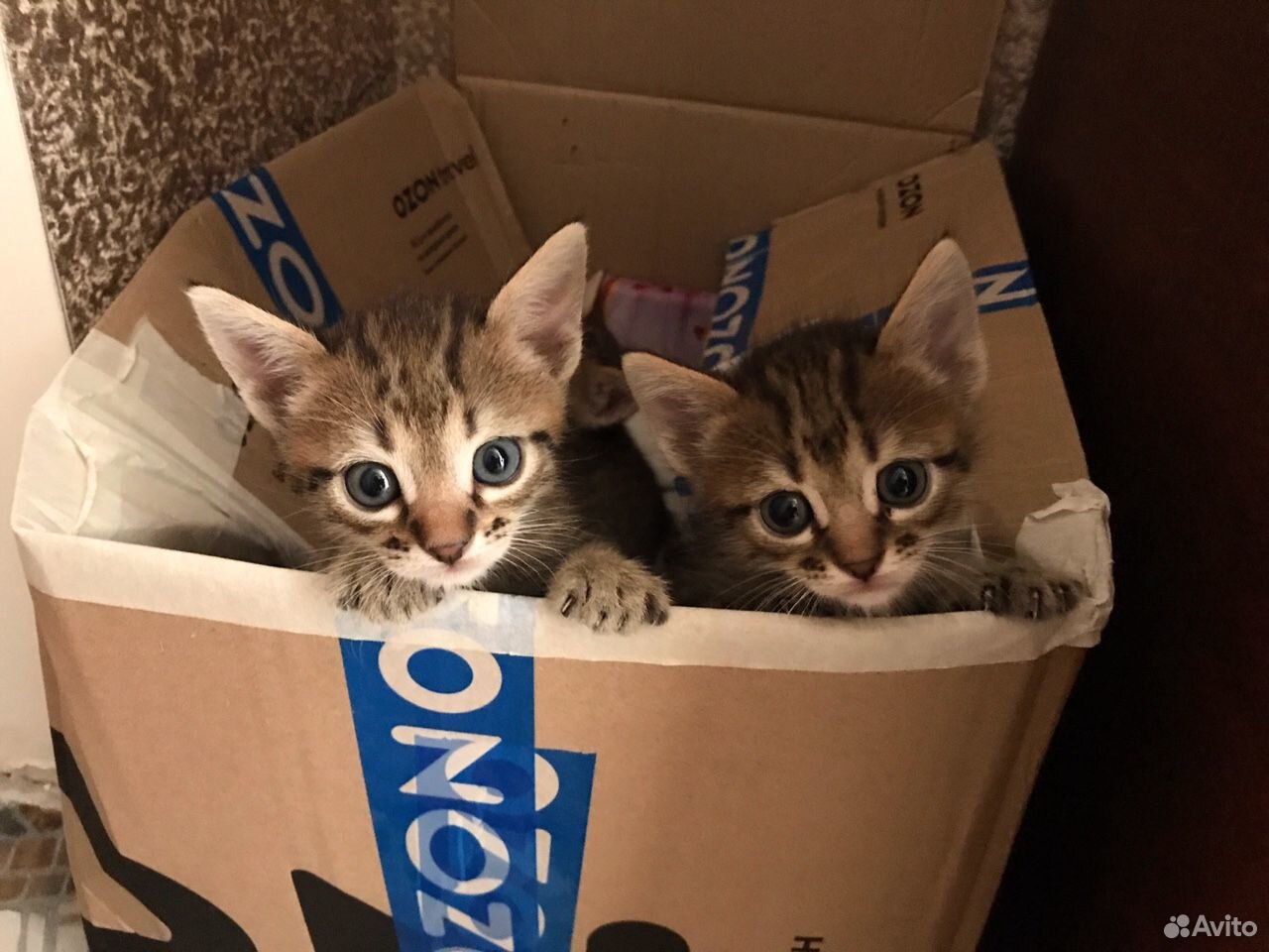 Милые маленькие котятки