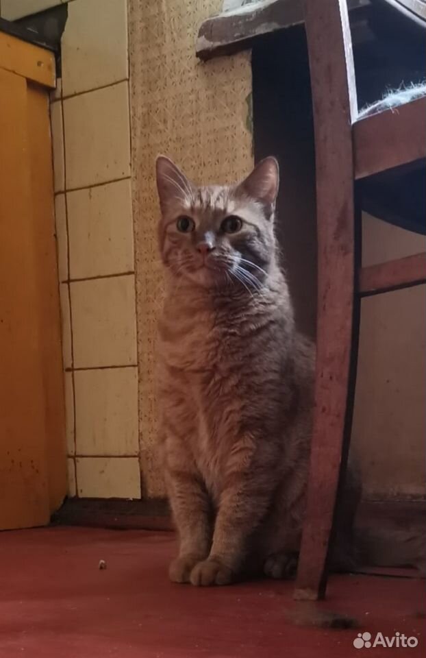 Кот Филимон