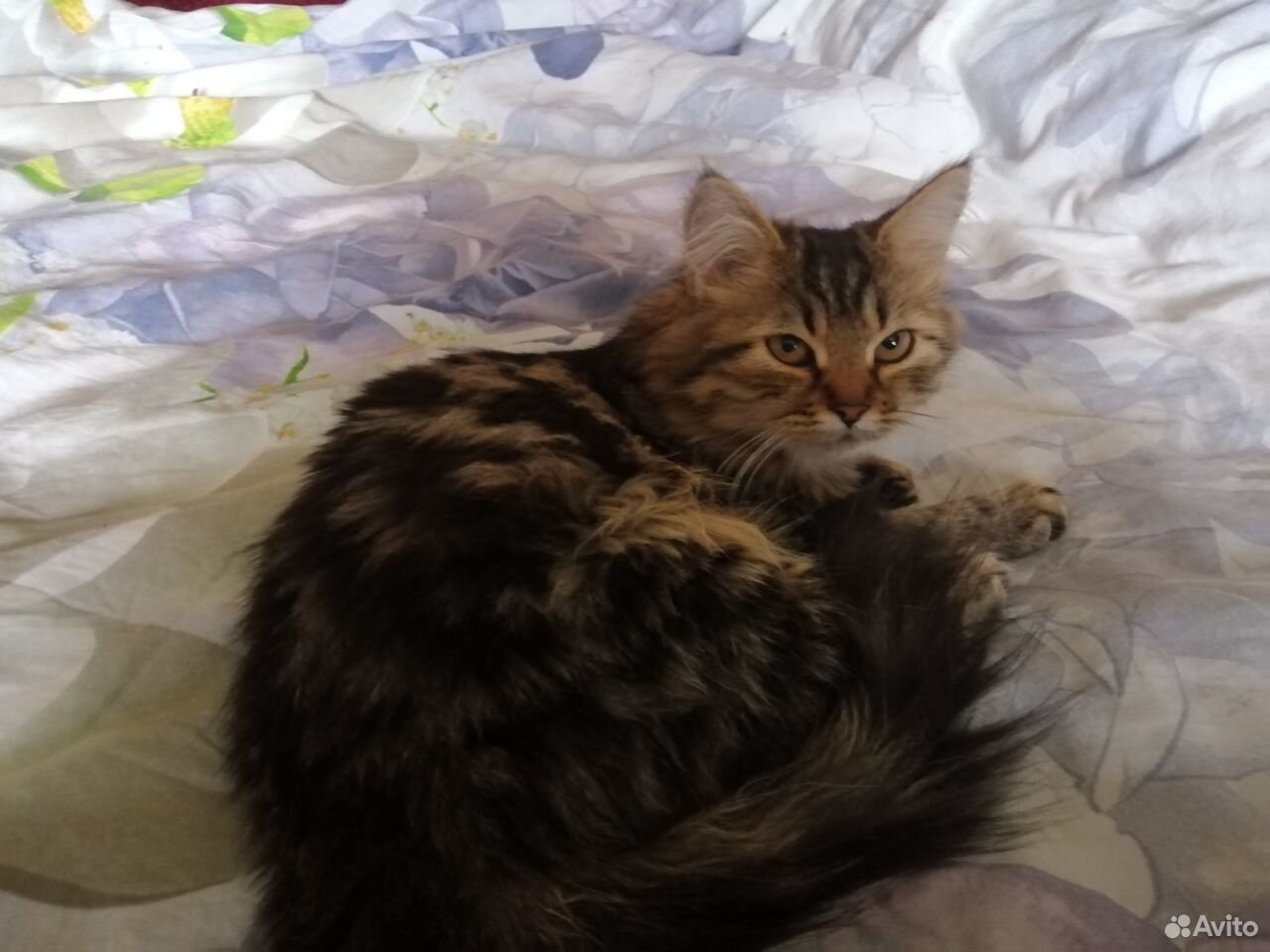 Кошка