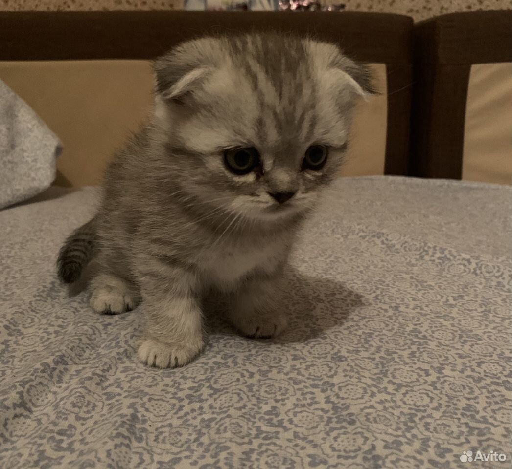 Британский котёнок в добрые руки