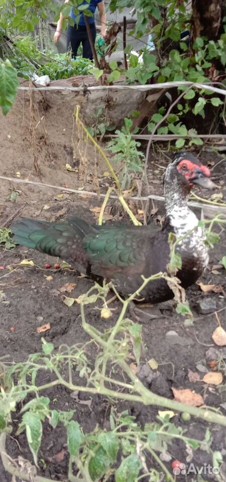 Домашние индоутки и перепела