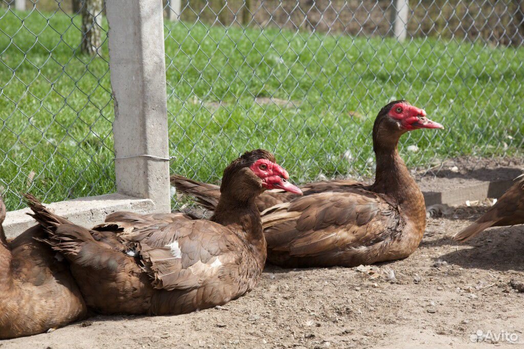 Селезень шоколадной индоутки