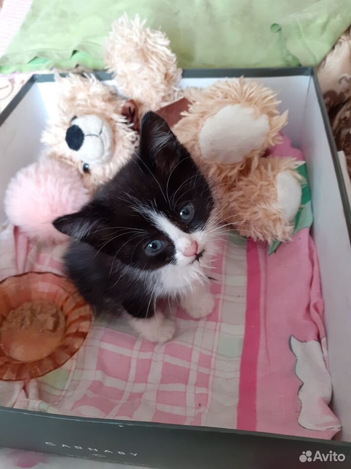 Котёнок, 1.5 мес, чёрно-белый, феликс