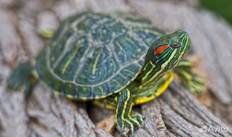 Красноухая водяная черепаха