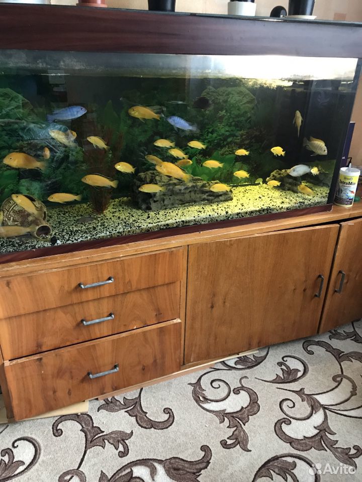 Отдам лабидохромис еллоу