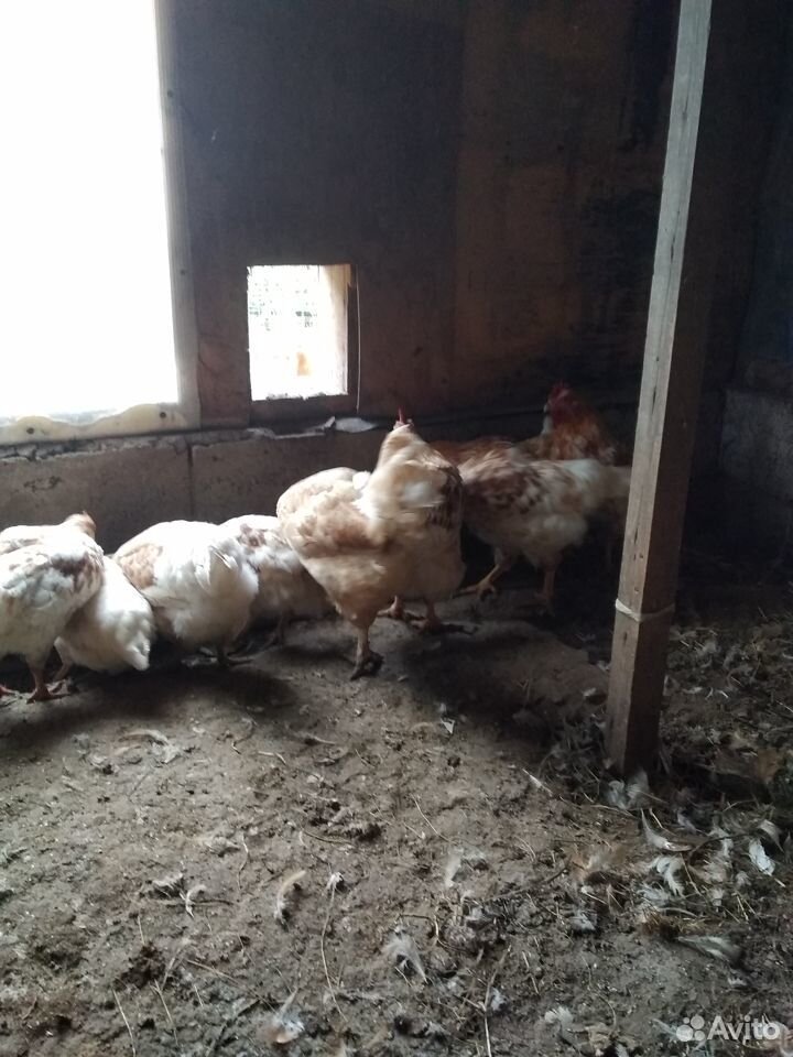 Цыплята мини-мясные палевые 4,5 мес