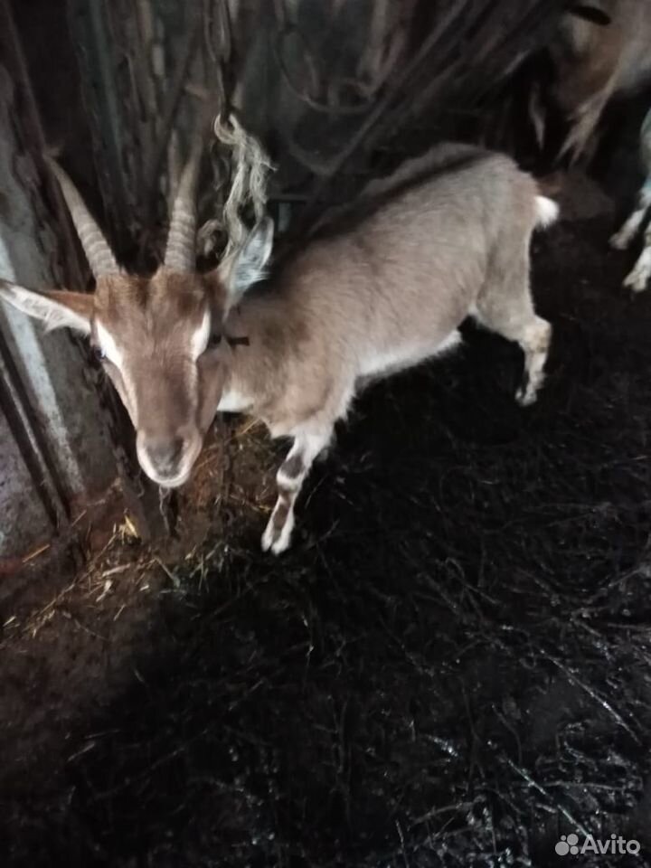 Козлята и козы