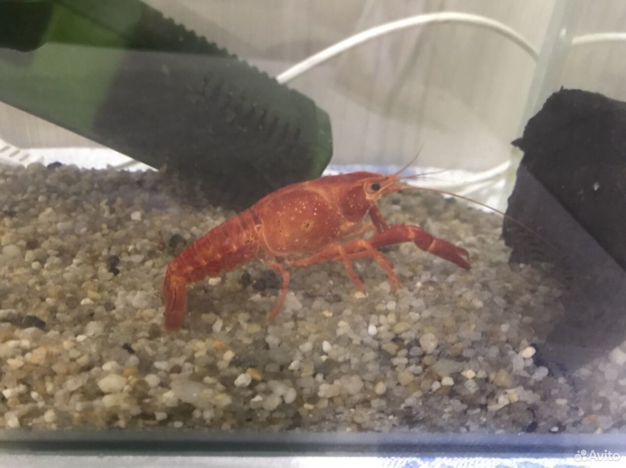 Отдам рака в хорошие руки, декоративный