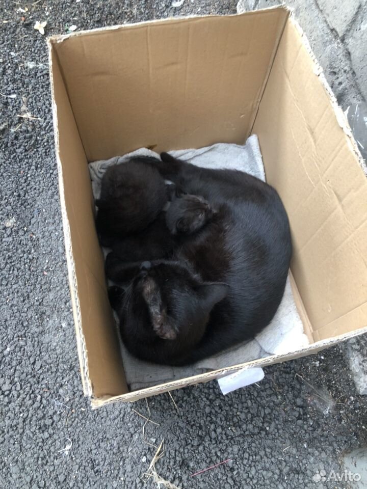 Котята, бесплатно