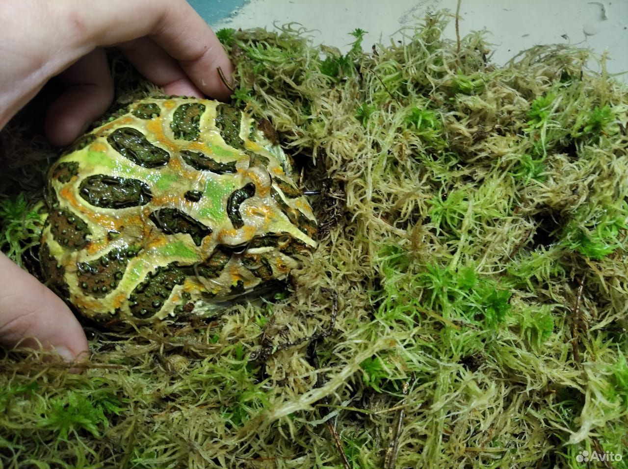 Лягушка Рогатка Кранвелла