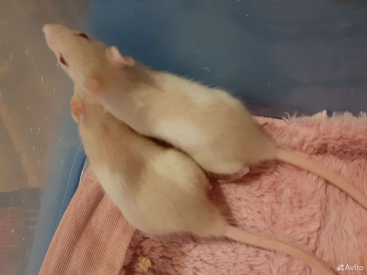 Крысята альбиносы. Dambo (Himalayan) мальчики