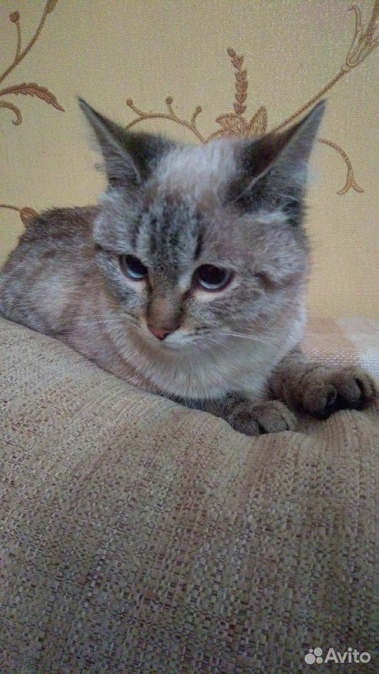 Кошка в добрые руки
