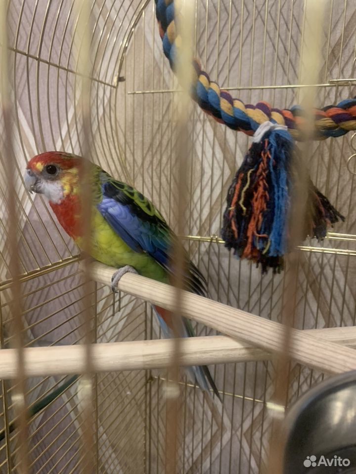 Попугай Розелла