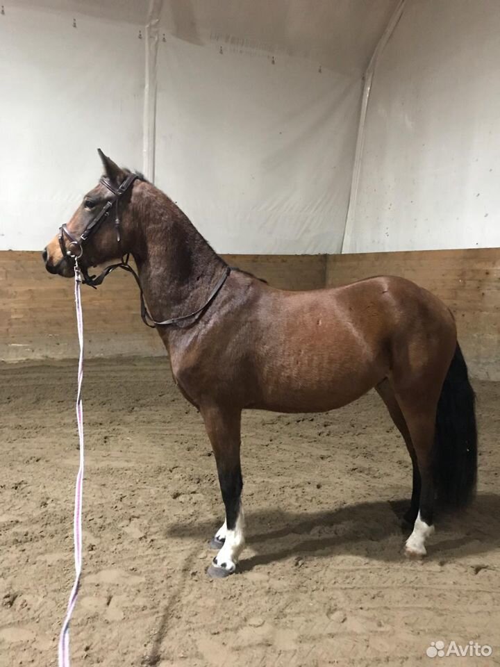 Продаётся мерин