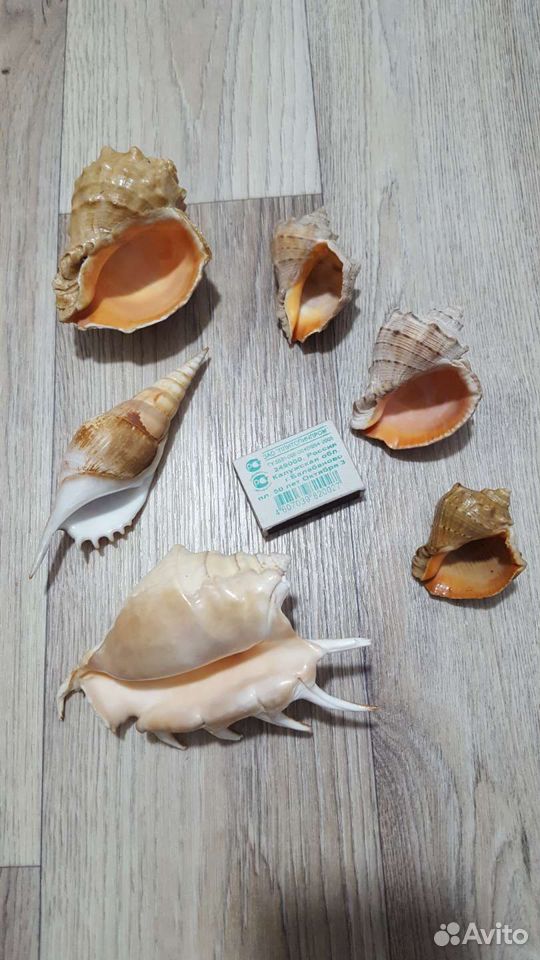 Морские раковины