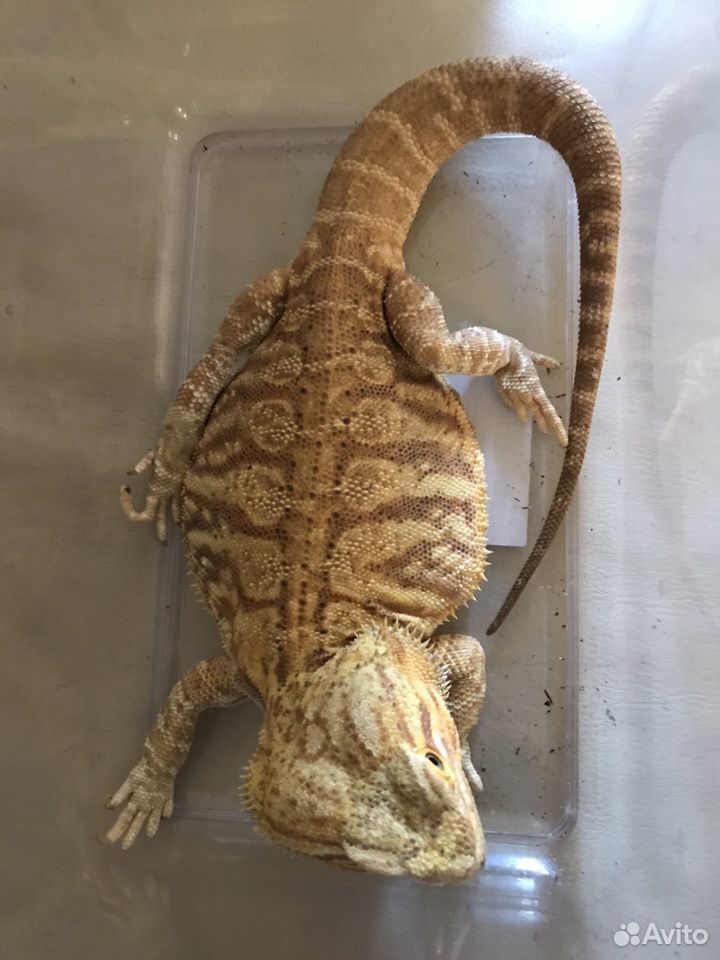 Бородатая агама