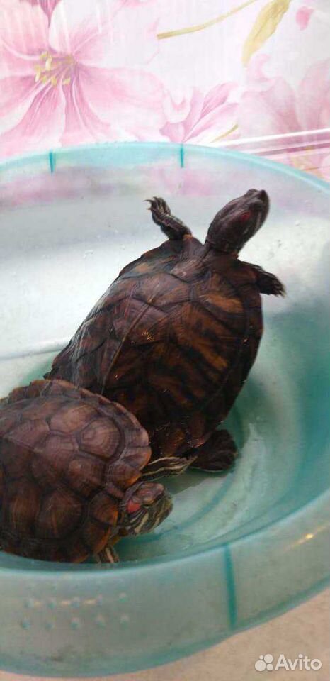 Красноухие черепахм