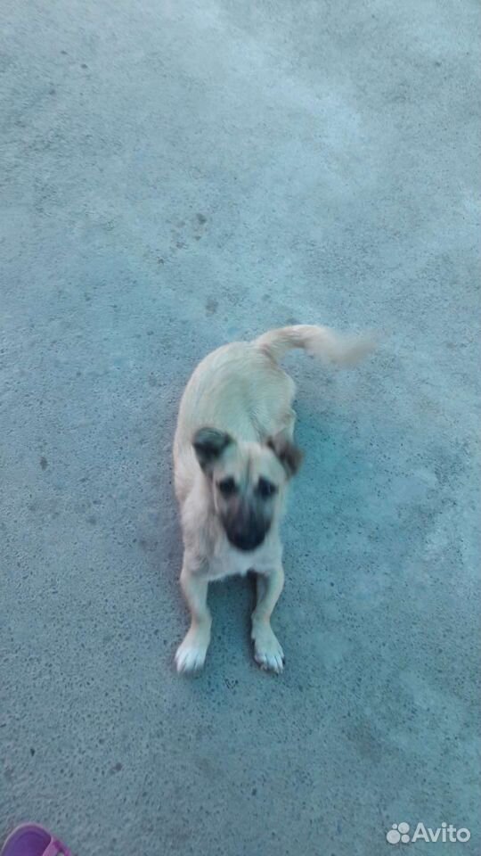 Жорик в добрые руки