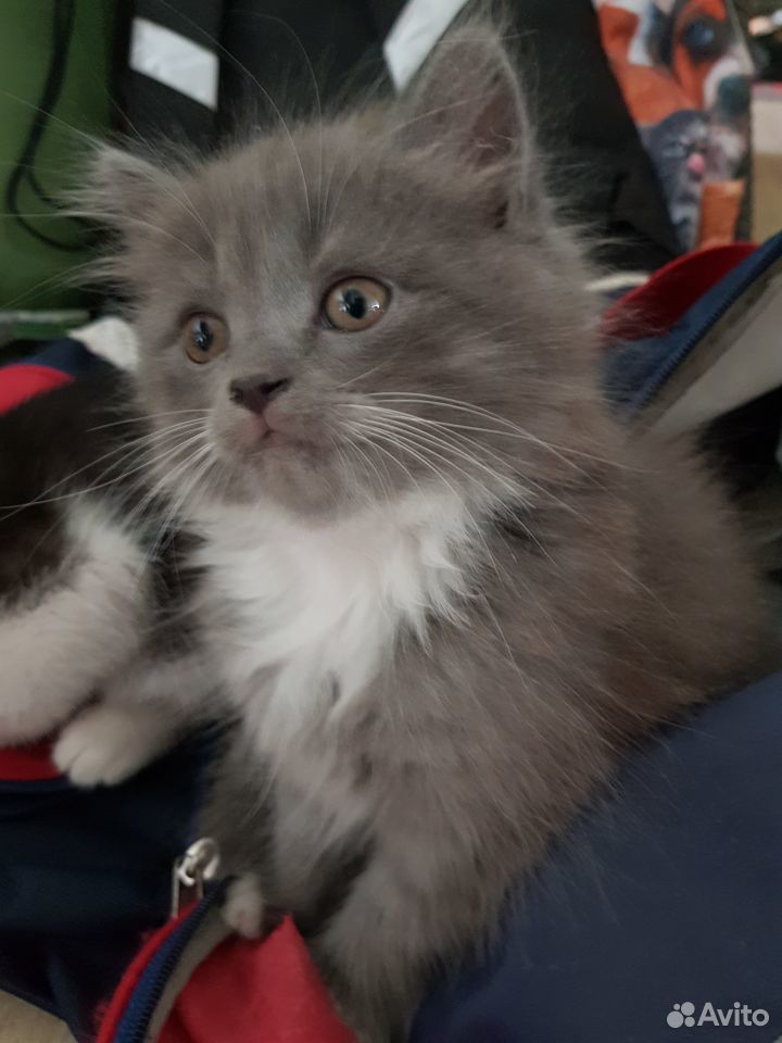 Котик