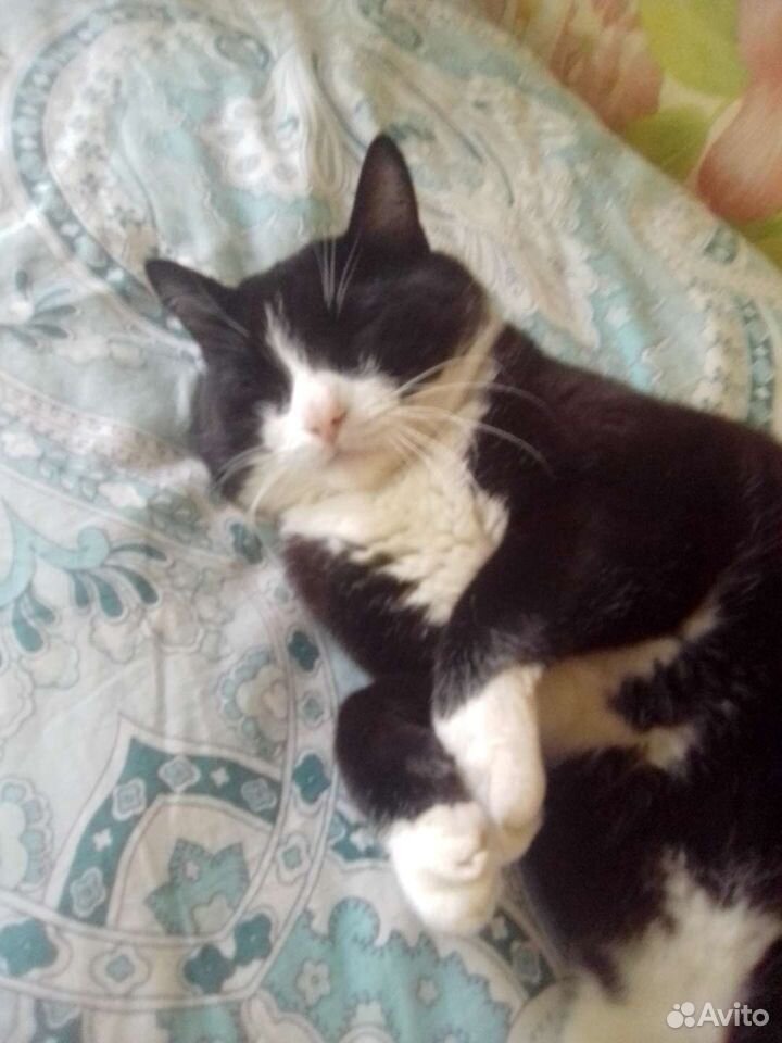 Котик феликс