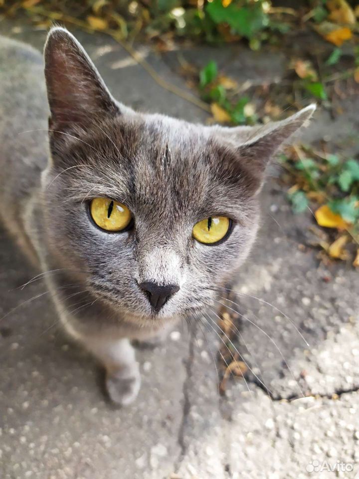 Русская голубая