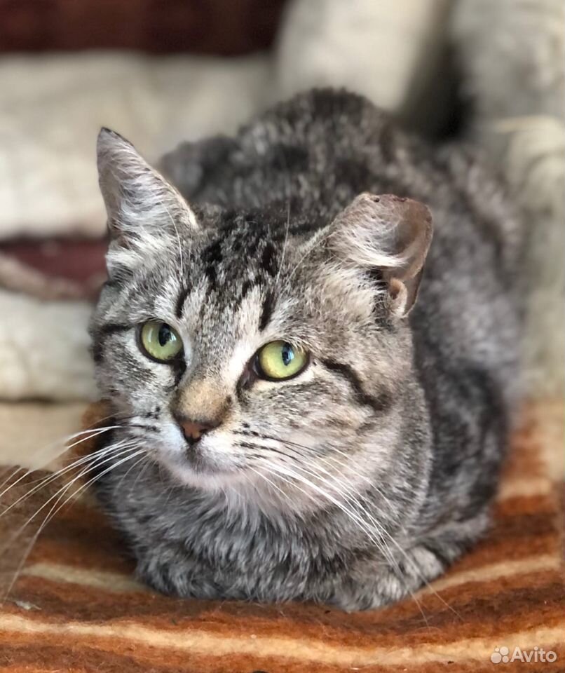 Миниатюрная кошечка Бубличка 2 года ищет свой дом