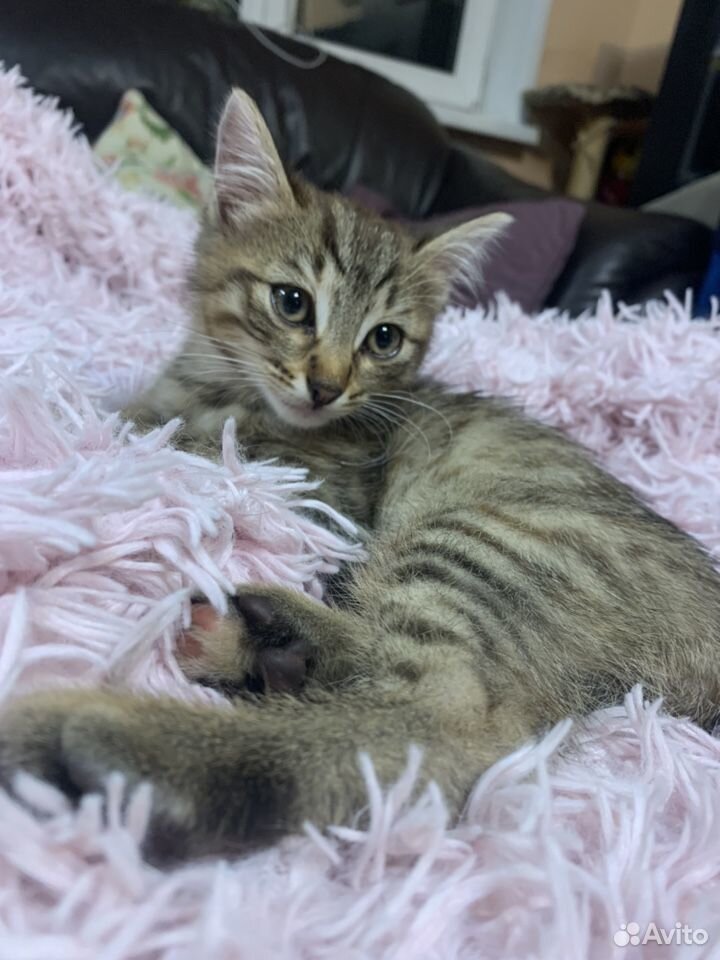 Кошечка найдёныш