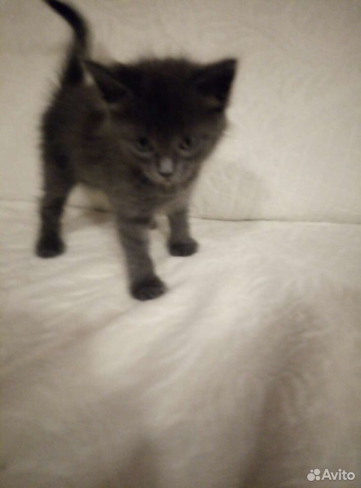 Шотландская кошка