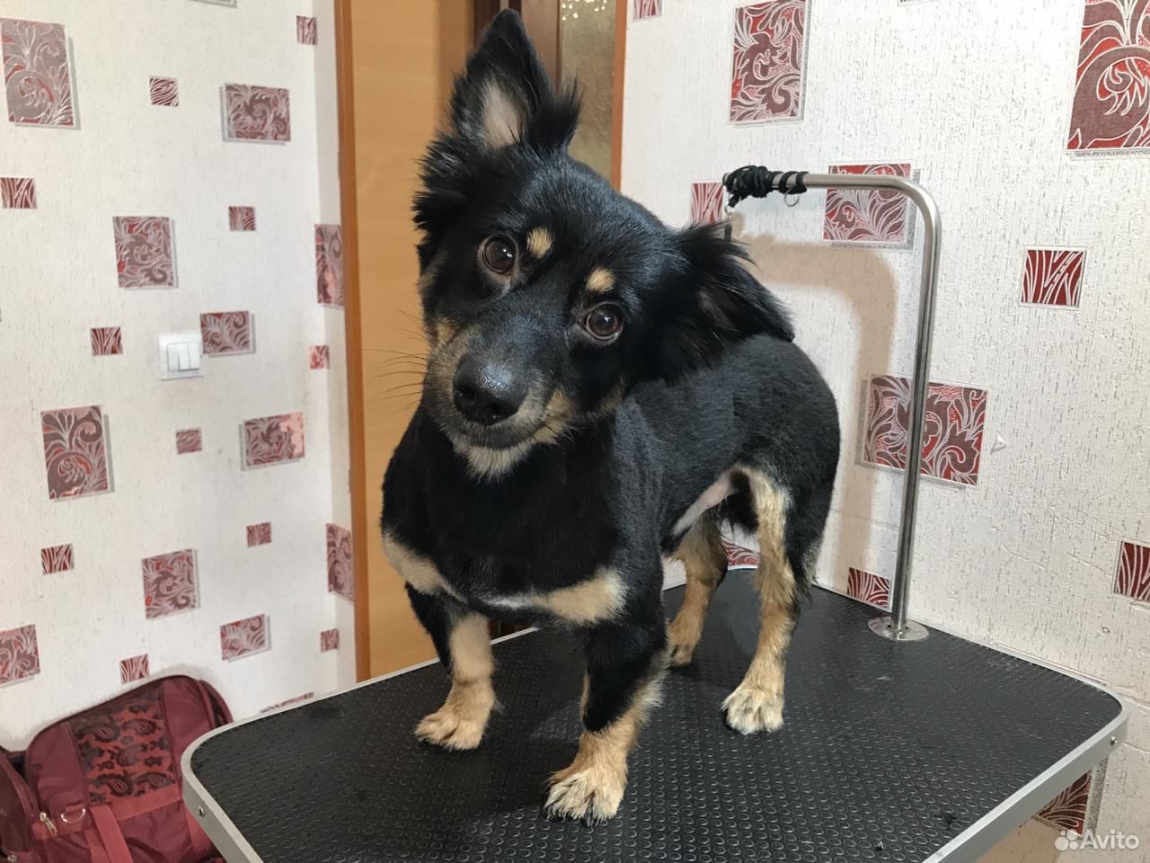 Смешанная порода,пекинес и шпиц