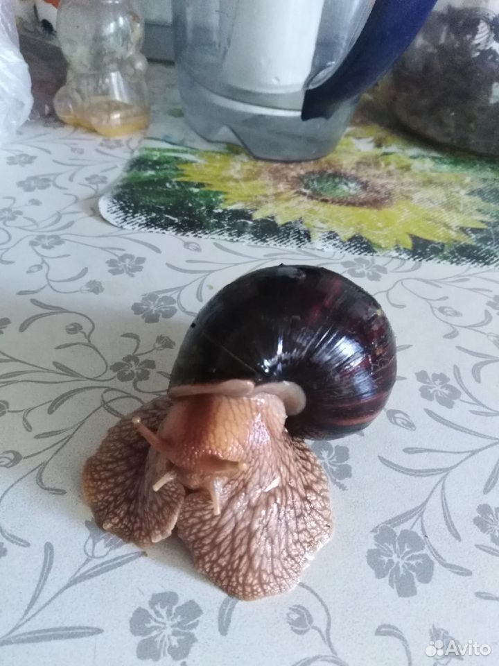 Улитки ахатинские