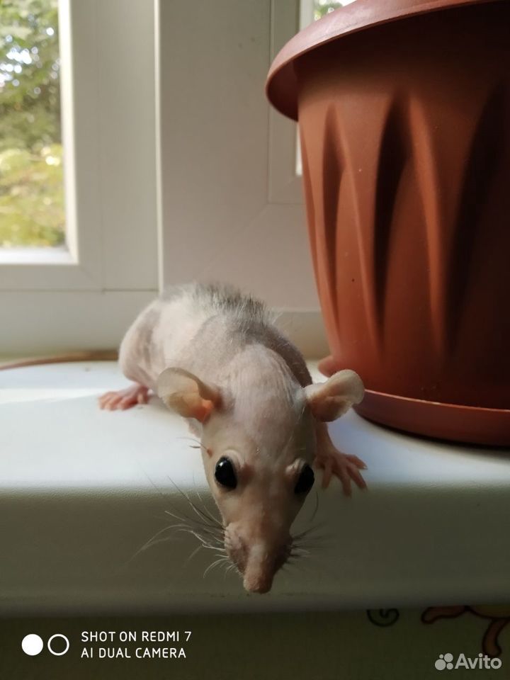 Крыса сфинкс