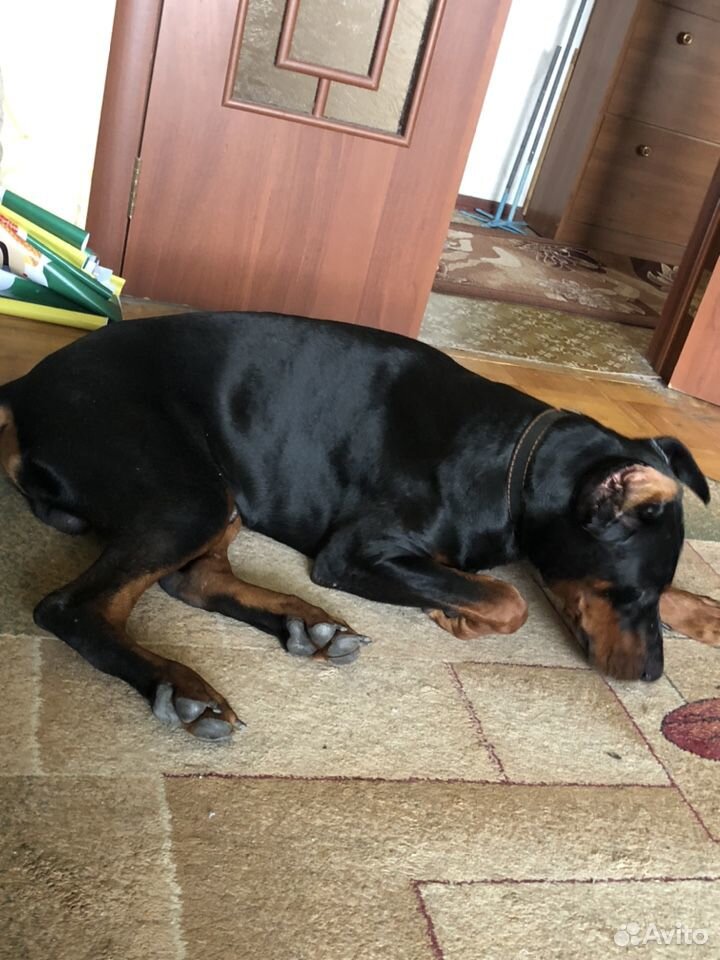 Доберман в добрые руки