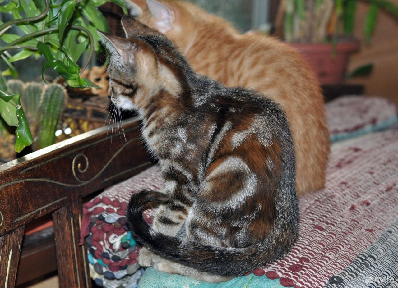 Котята дружные ребята