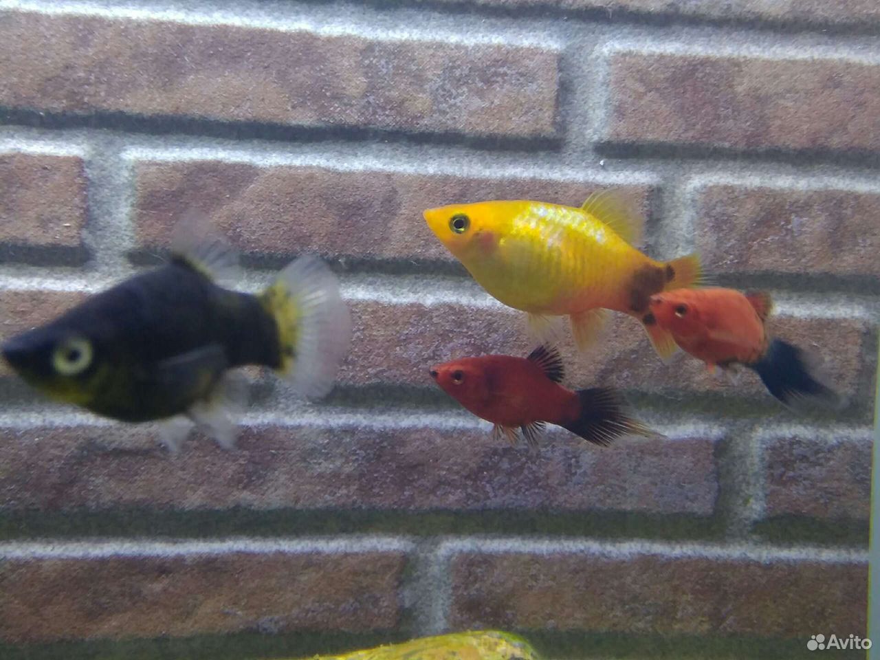 Рыбки пецилии