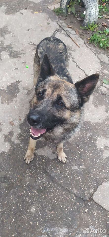 Собока немец