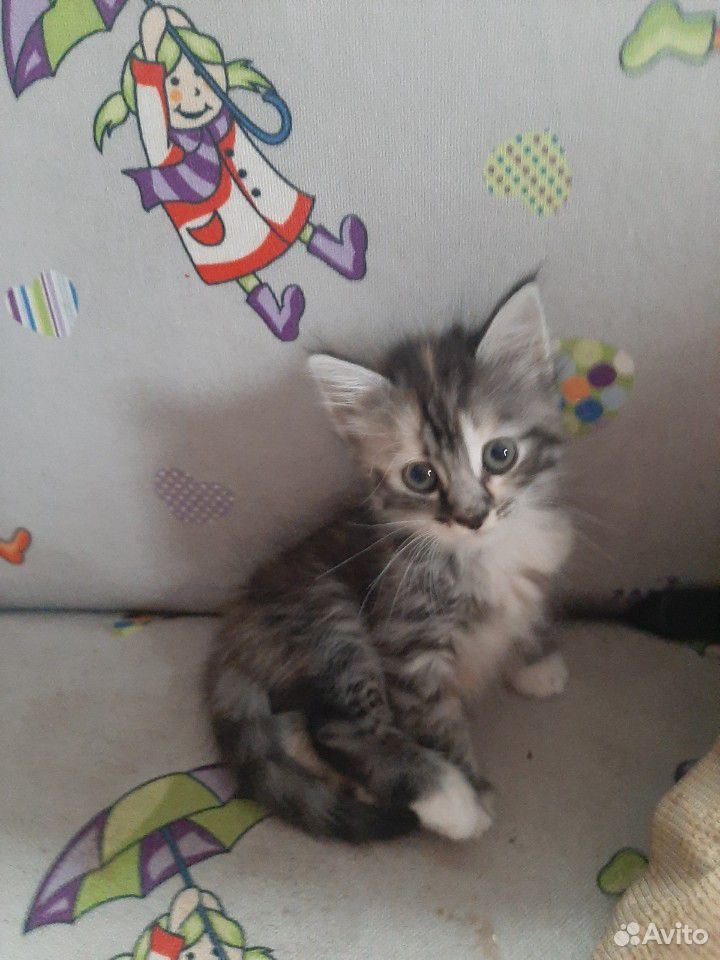 Кошка