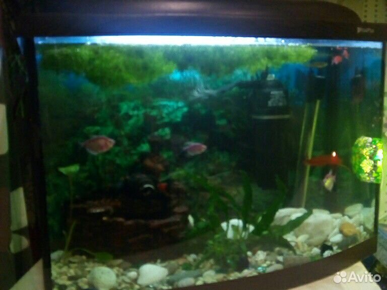 Аквариум