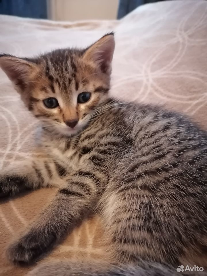 Отдаю котят
