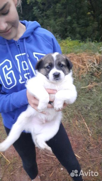 Щенок мальчик