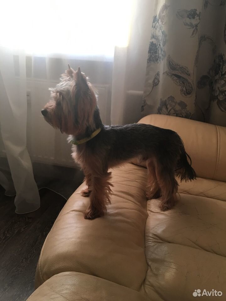 Йоркширский терьер вязка