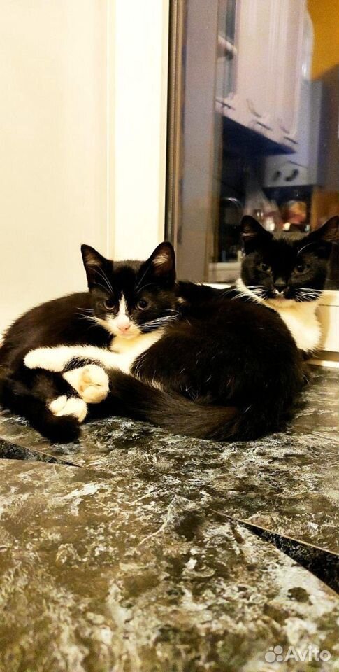 Котёнок Бусинка (девочка), 2-3 мес